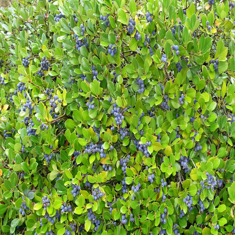 How to Grow Blueberries: 7 Essential Steps for Success - Garden and Plants