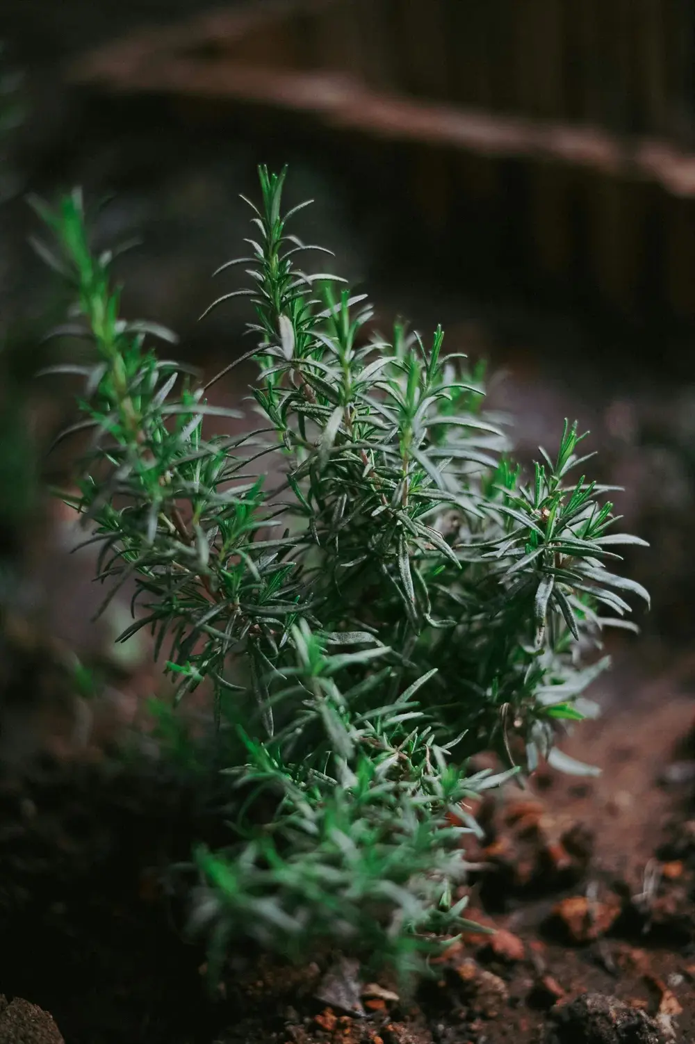 Can I plant rosemary in October? - Garden and Plants