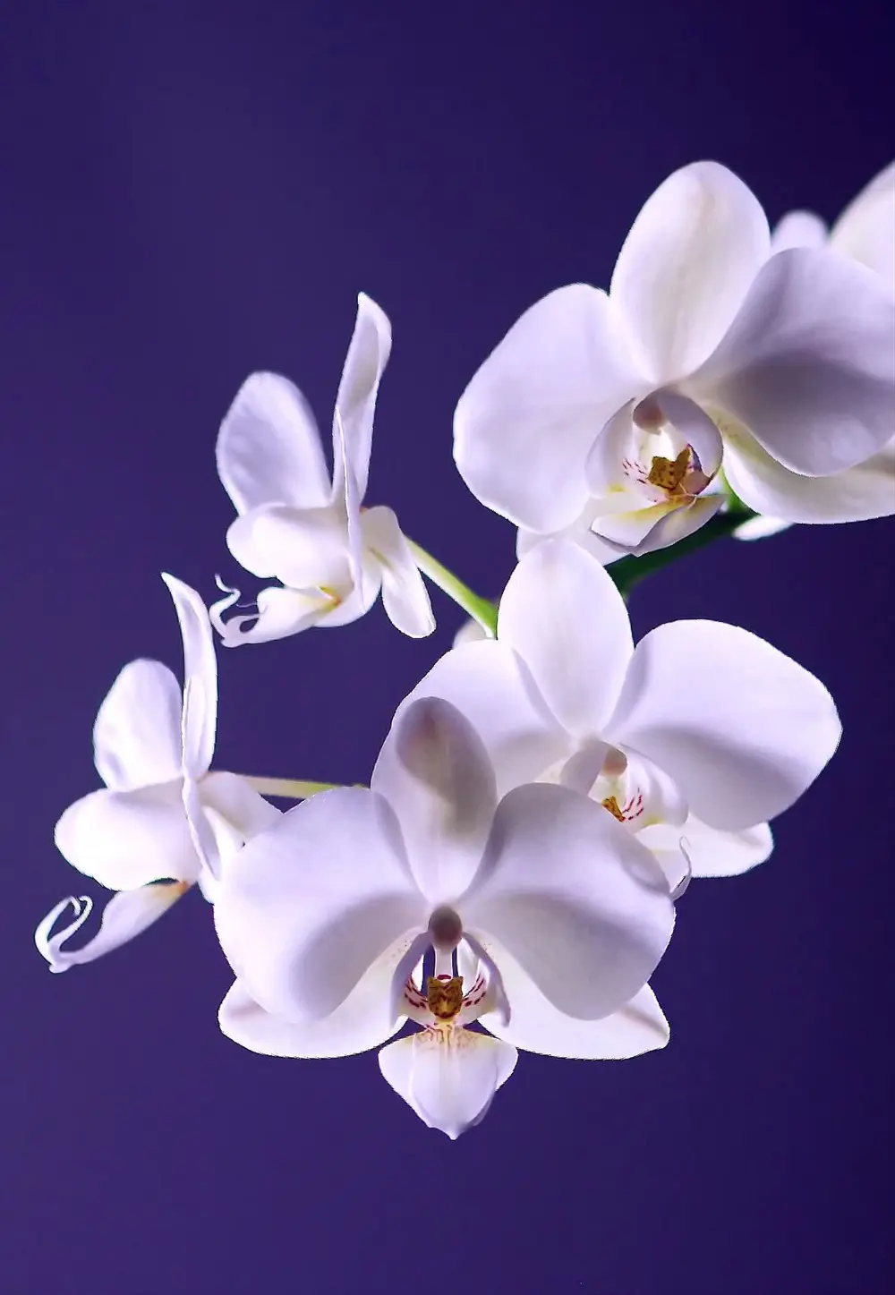 Orchid Flower: Complete Growing Guide - Garden and Plants