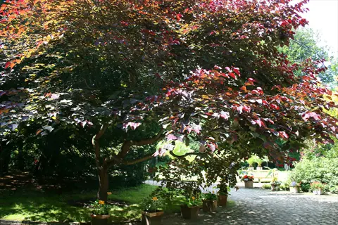 Redbud Tree: Complete Growing Guide - Garden and Plants
