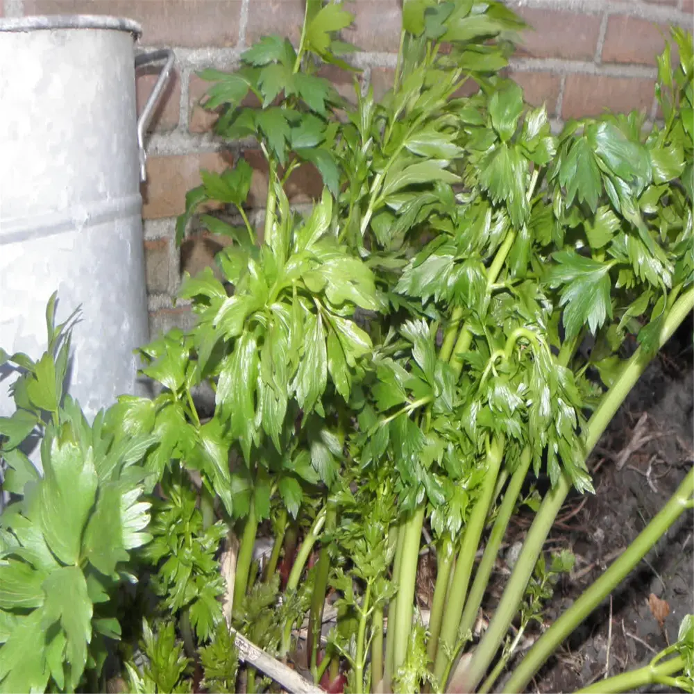 How to Grow Celery: Expert Homegrown Guide How to Grow Celery: Expert Homegrown Guide